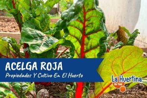 Acelga Roja. Propiedades Y Cultivo En El Huerto