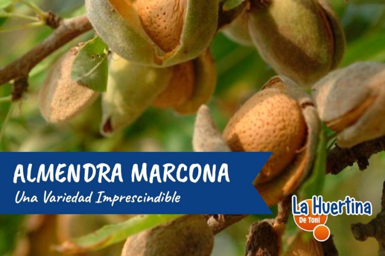 Almendra Marcona, Una Variedad De Almendra Imprescindible
