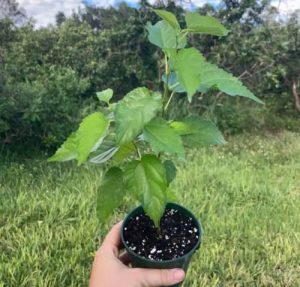Plantar Morera. Cuidados, Necesidades Y Reproducción - La Huertina De Toni