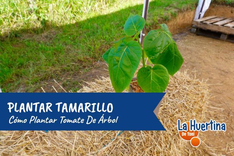 Cómo Plantar Tamarillo O Tomate De Árbol | La Huertina De Toni