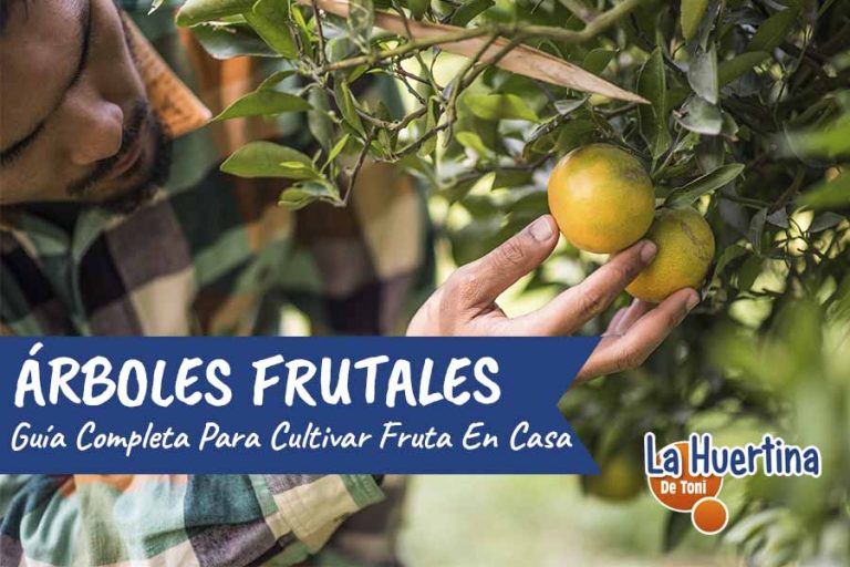 Árboles frutales en casa: Una guía para cultivar tus propias frutas en ...