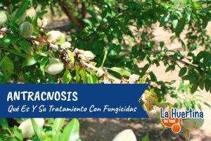 Antracnosis. Qué Es, Qué Plantas Afecta Y Tratamiento