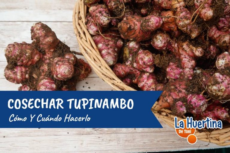 Cosechar Tupinambo. Cómo Y Cuándo Hacerlo