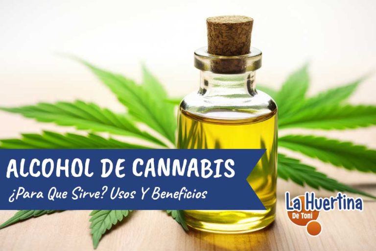 Alcohol de cannabis: ¿para qué sirve? - La Huertina De Toni