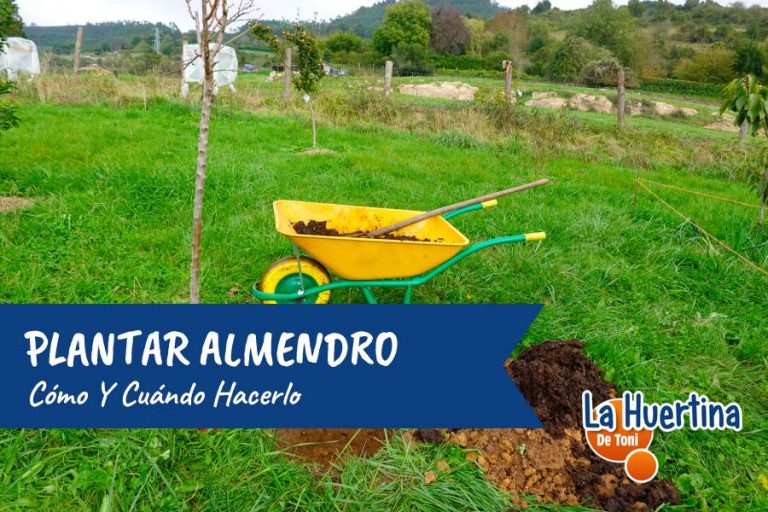 Cómo Y Cuándo Plantar Almendro En El Huerto - La Huertina De Toni