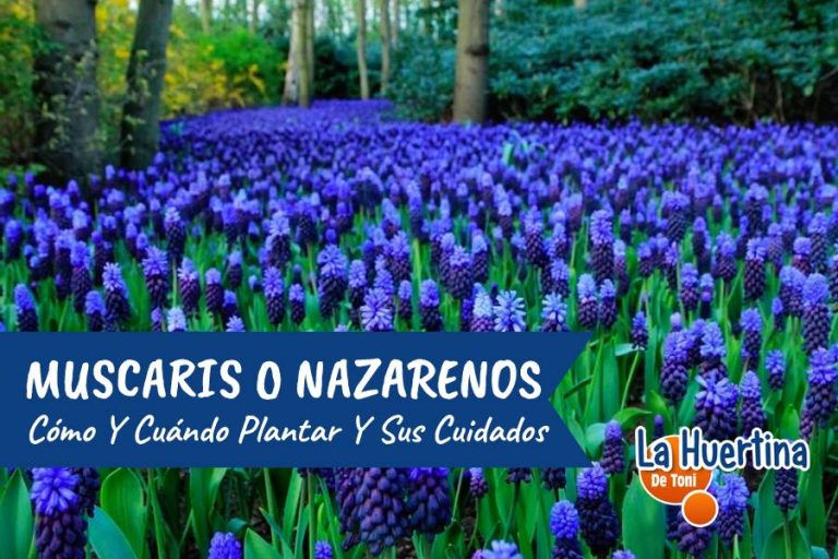 Muscaris O Nazarenos. Cómo Y Cuándo Plantar Y Sus Cuidados - La ...