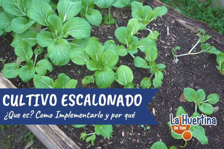 Cultivo escalonado : qué es, cómo funciona y por qué debes usarlo en tu ...