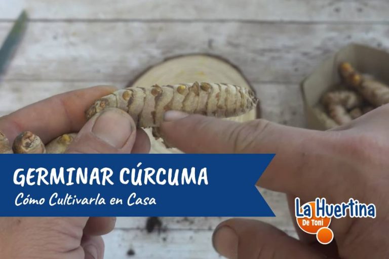 Cómo Germinar Cúrcuma Fresca del Supermercado y Cultivarla en Casa